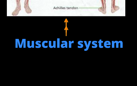 muscular system by brett koons on Prezi