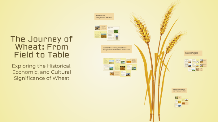 The Journey of Wheat: From Field to Table by Mo Lo on Prezi