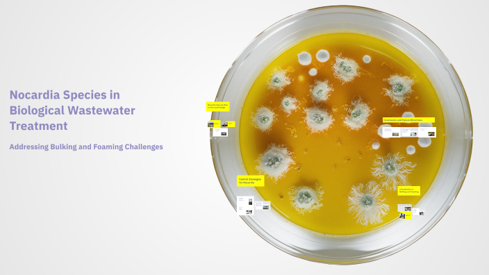 Nocardia Species in Biological Wastewater Treatment by m m on Prezi