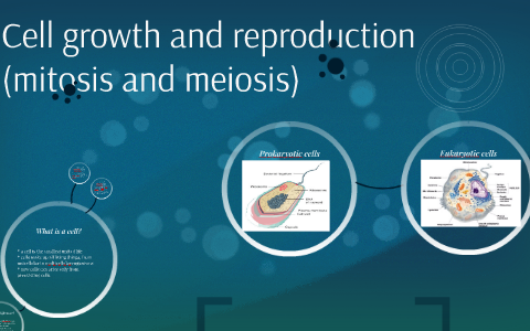 Cell growth and reproduction (mitosis and meiosis) by Viviane Chen