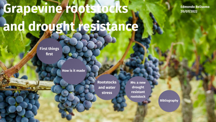 Grapevine rootstocks by Edmondo Belisomo on Prezi