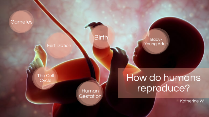 How do humans reproduce? by Katherine W