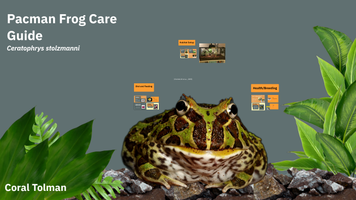 Pacman Frog Care Guide by Coral Tolman on Prezi