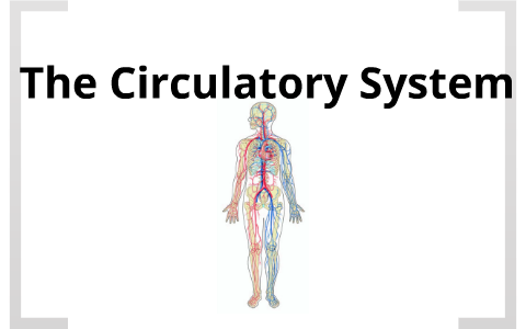 AP Bio: Circulatory System by Stef deManincor