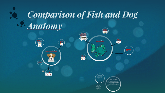 Comparison of Fish and Dog Anatomy by hannah corbin on Prezi