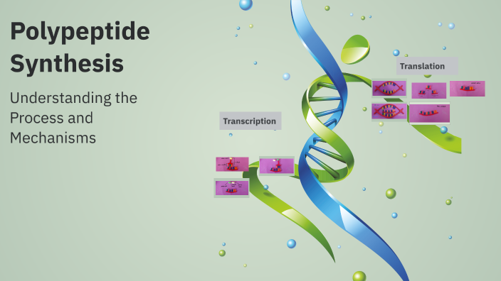 Polypeptide Synthesis by jonathan chiang on Prezi