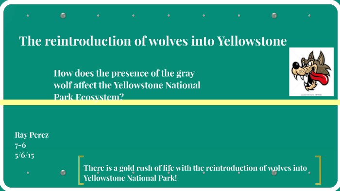The reintroduction of wolves into Yellowstone by Ray Perez on Prezi