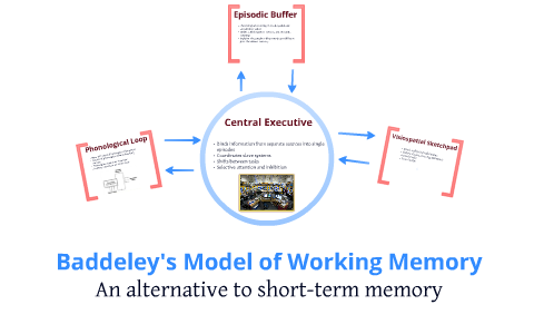 Baddeley's Model of Working Memory by Carlin Leung on Prezi