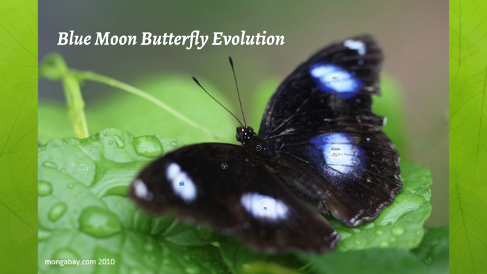 Blue Moon Butterfly Evolution by samantha kahlig on Prezi