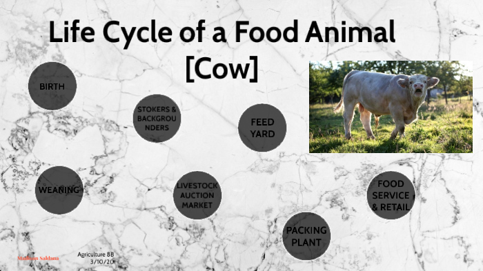 Life Cycle of a Food Animal [Cow] by Madison Saldana on Prezi