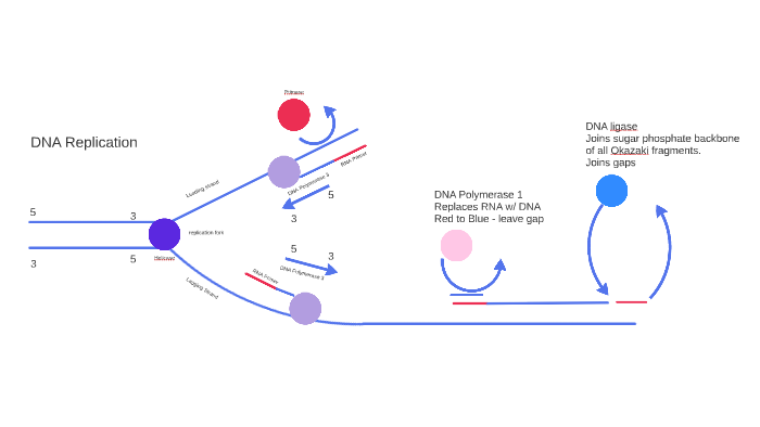 DNA Replication AP by Sam Dixon on Prezi