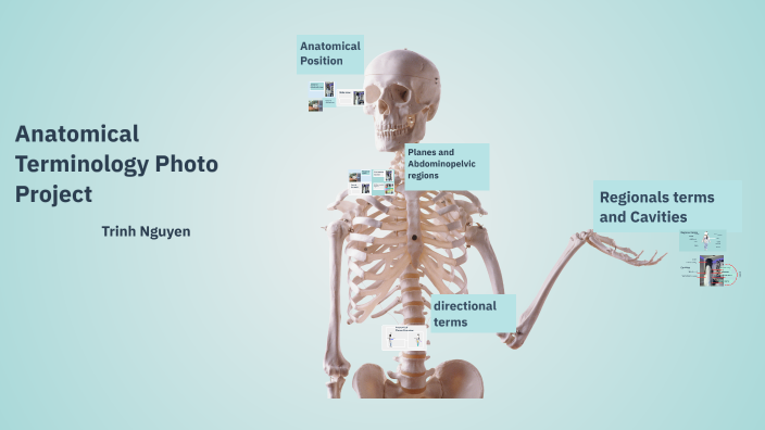 Anatomical Terminology Photo Project by Trinh Nguyen on Prezi