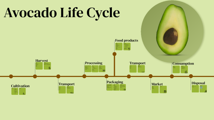 Avocado Flow chart by Francesca Armstrong on Prezi