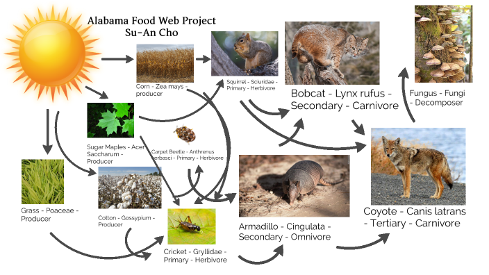 Alabama Food Web Project by Su-An Cho on Prezi