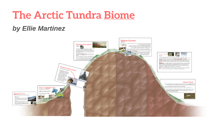 The Arctic Tundra Biome by Ellie Martinez on Prezi
