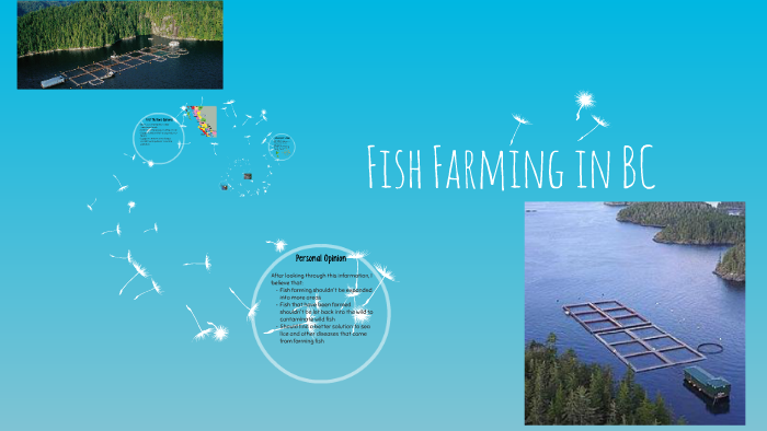 Fish Farming in BC by Megan Hartle on Prezi