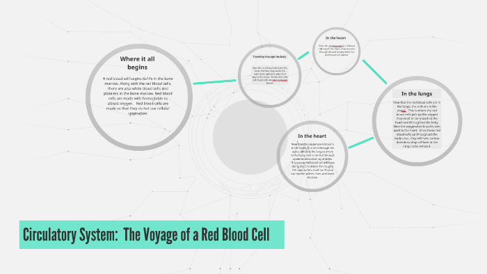 Circulatory System by Jessica Plott on Prezi