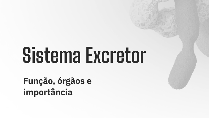 Sistema Excretor by Guilherme Almeida on Prezi