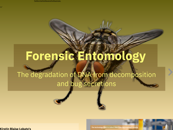 Former methods of checking insect activity and its effects on crime ...