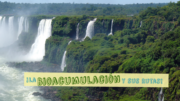 ¡La Bioacumulación y sus Rutas! by Ana Sophia AR on Prezi