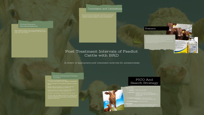 Post Treatment Intervals of Feedlot Cattle with BRD by Chelsey Wood on ...