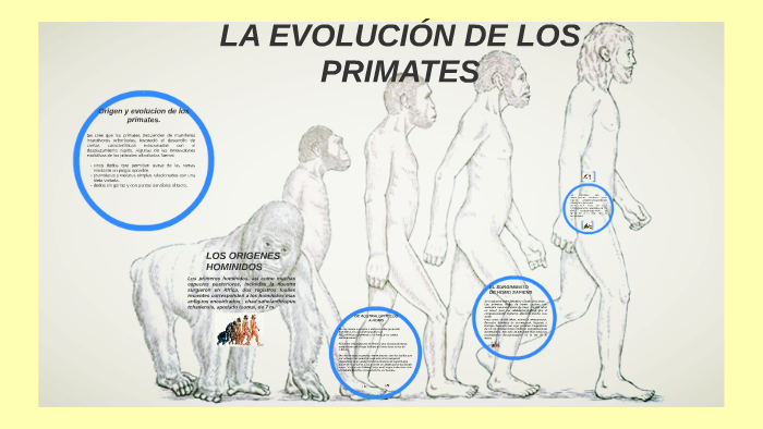 Evolucion de los primates by Veronica Marisol Azuero Rojas on Prezi