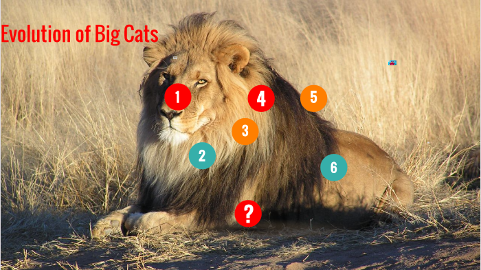 Evolution of Big Cats by Cam Aristil on Prezi