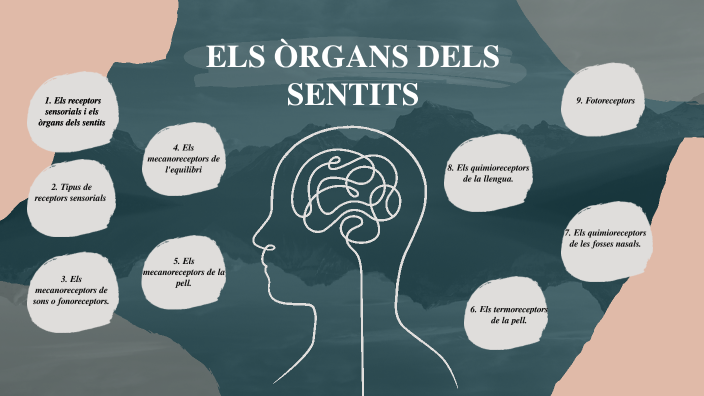 ÒRGANS DELS SENTITS by Ariadna Valls Izquierdo on Prezi