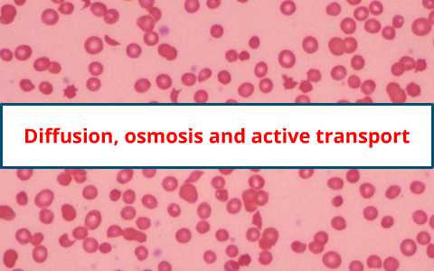 Diffusion, osmosis and active transport by Steve Beer on Prezi