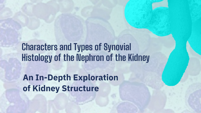 Characters and Types of Synovial Histology of the Nephron of the Kidney ...