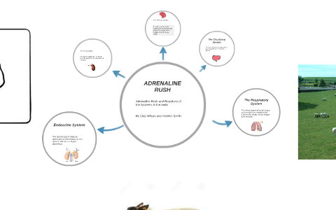 Adrenaline Rush and Reactions of the Systems in the body by Dietrich ...