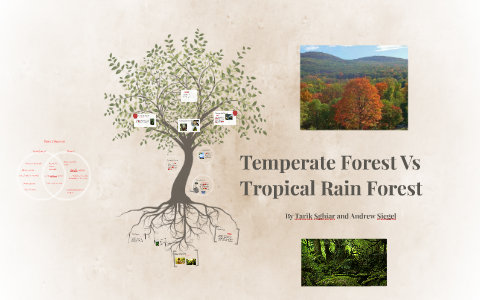 Temperate Forest Vs Tropical Rain Forest by on Prezi