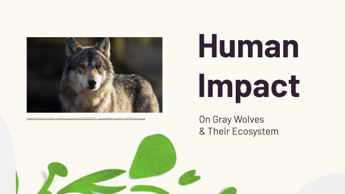 Gray Wolves - Hannah & Noelle by Hannah Messinger on Prezi