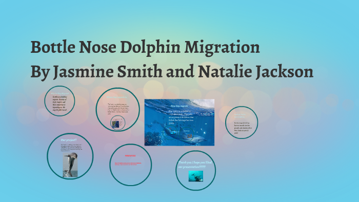 BottleNosed Dolphin Migration by Stephanie Segrest on Prezi