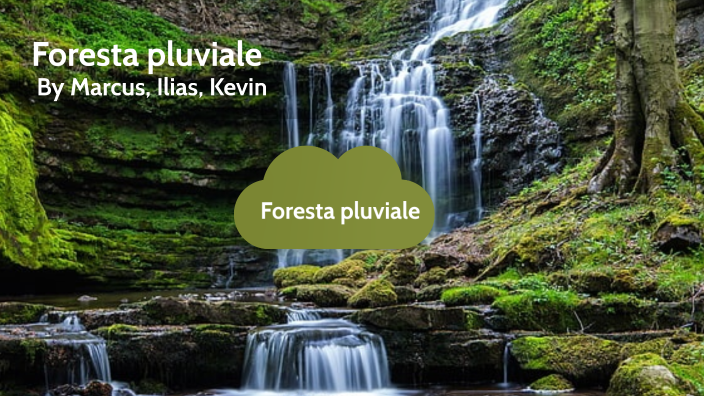 Foresta pluviale by Marcus Schwager on Prezi