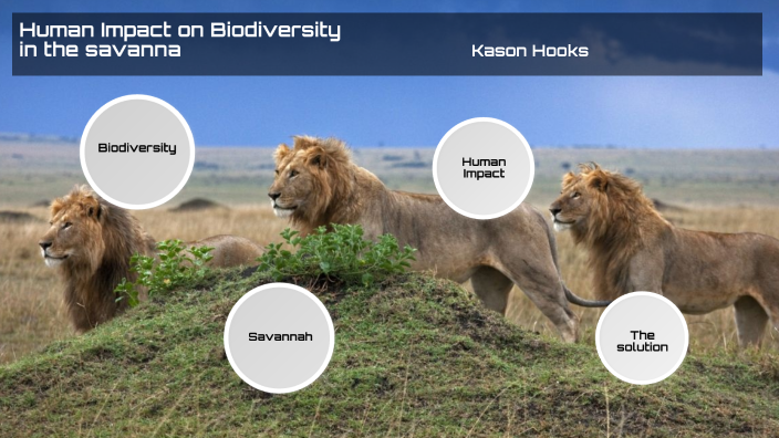 Biodiversity in Savanna by Kason Hooks on Prezi