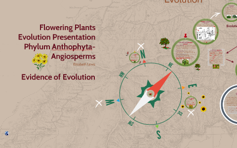 Evolution of Flowering Plants by EB Lewis on Prezi