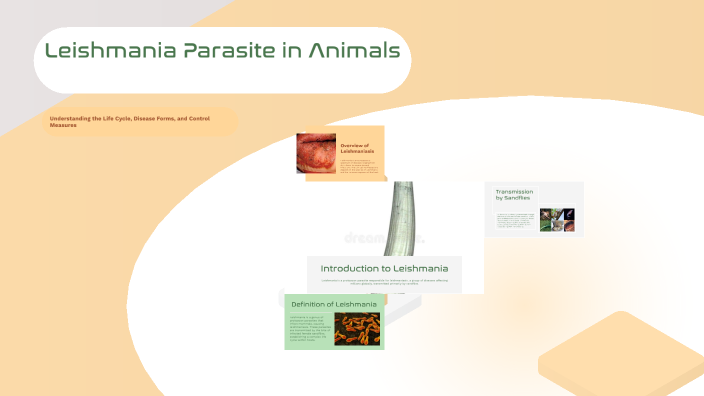 Leishmania Parasite in Animals by Tabarek Mohanad on Prezi