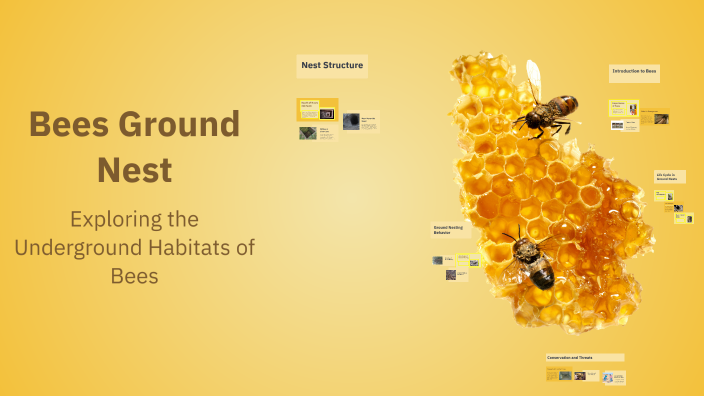 Bees Ground Nest by Swarit Patel on Prezi
