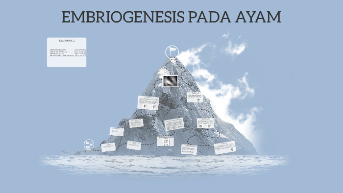 EMBRIOGENESIS PADA AYAM by Anjani Marisa Kartikasari on Prezi