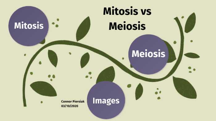 Cell Division Infographic by Connor Piersiak on Prezi