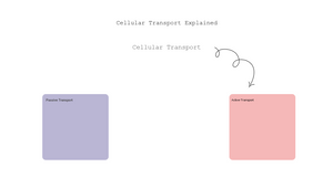 Cellular Transport Concept Map by Elizabeth Bass-Singletary _ Student ...