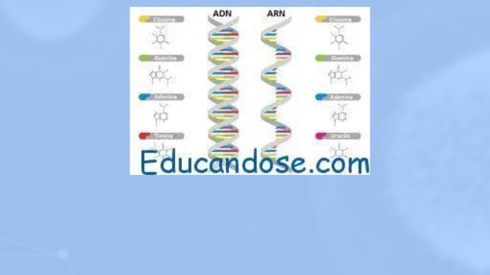 funciones del ADN by Luis Mmartinez on Prezi
