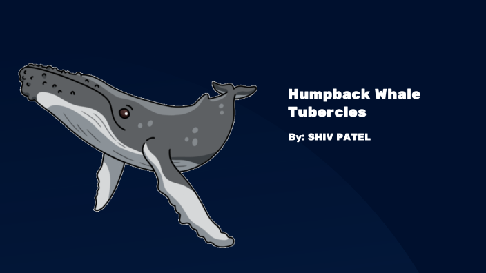 Reflection Assignment: Humpback Whale Flipper Turbcles by Shiv Patel on ...