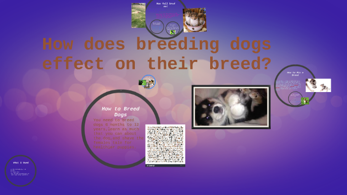 How does breeding dogs effect on there breed!!!! by Becca Hopkins on Prezi