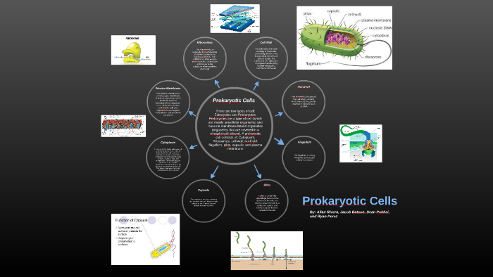 Prokaryotic Cells Project by Ryan Perez