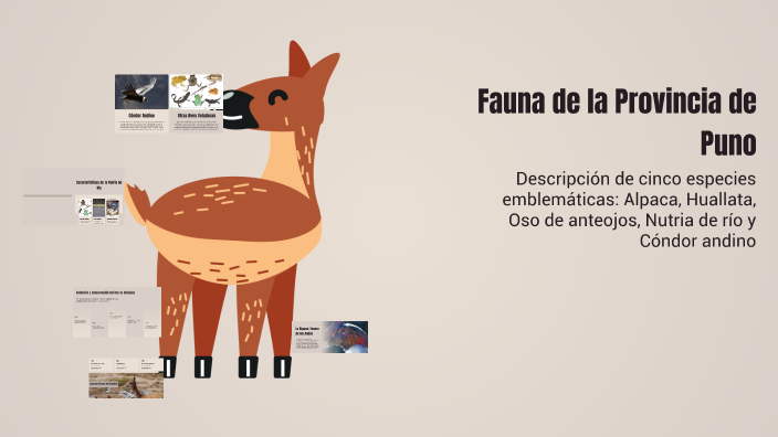 Fauna de la Provincia de Puno by henry javier palomino davalos on Prezi
