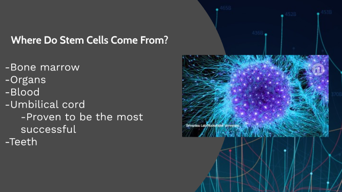 Stem Cells by Zach Eliszewski on Prezi