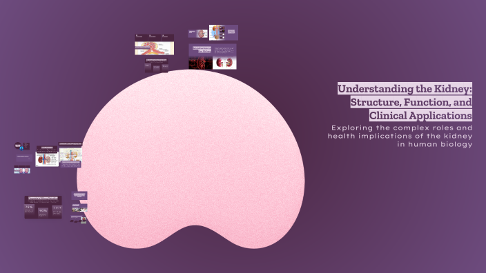 Understanding the Kidney: Structure, Function, and Clinical ...