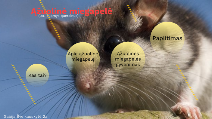 Ąžuolinė miegapelė by Gabija Švei on Prezi